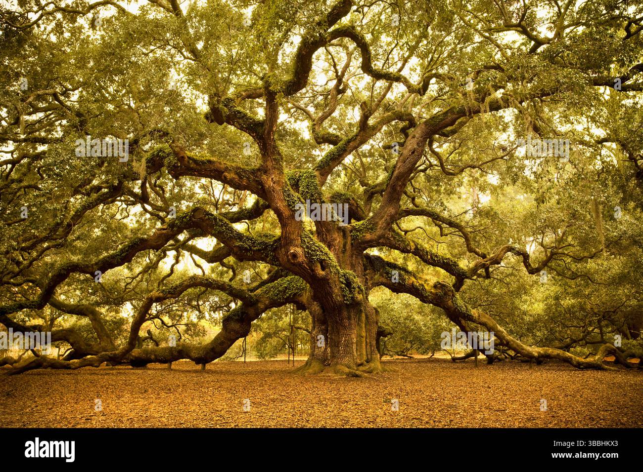 Ancient Angel Oak tree near Charleston South Carolina USA Stock Photo ...