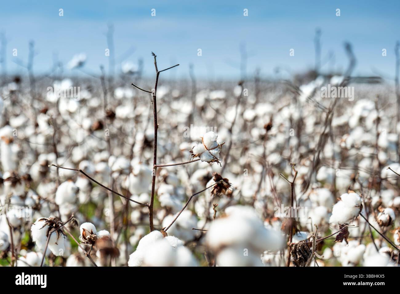 Field of cotton plants ready for harvest in rural USA Stock Photo - Alamy