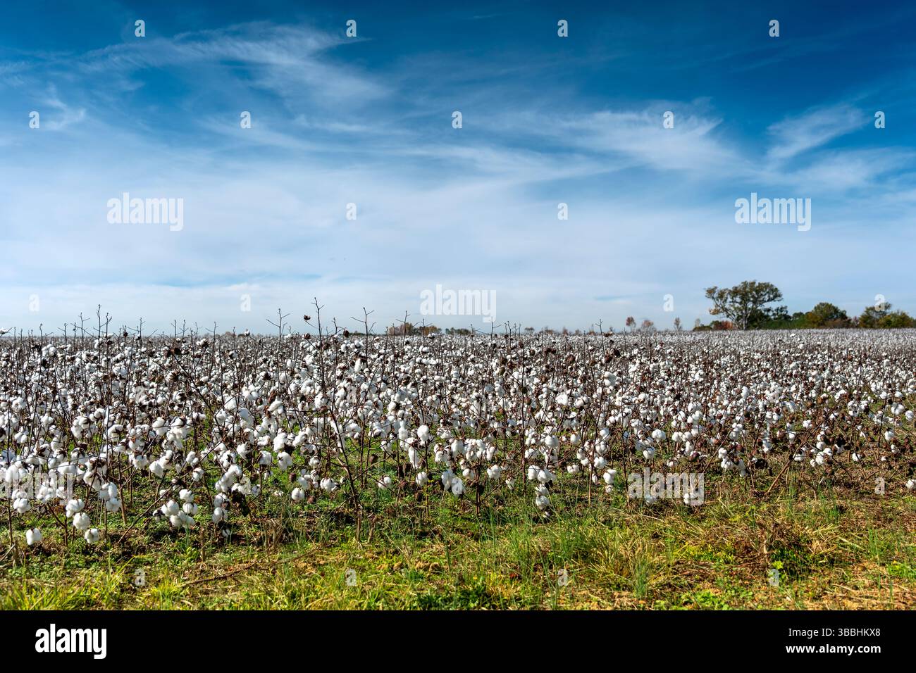 Field of cotton plants ready for harvest in rural USA Stock Photo - Alamy