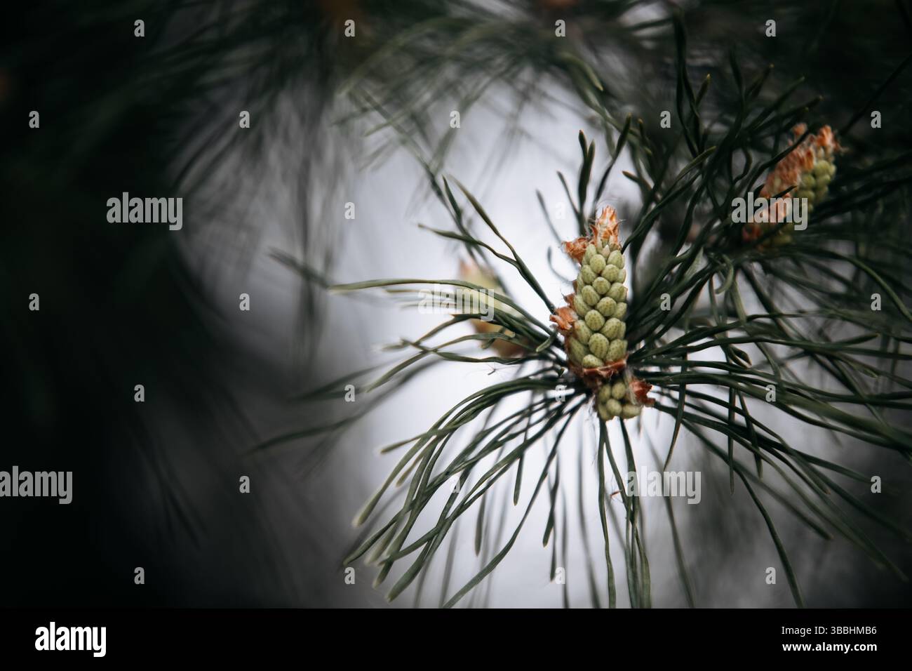 Small branch texture pine hi-res stock photography and images - Alamy