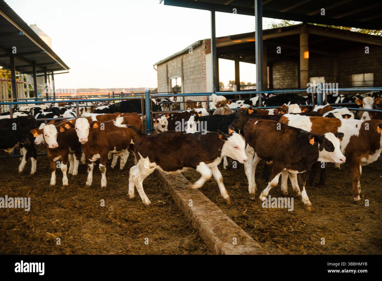 Group young calves in hi-res stock photography and images - Alamy