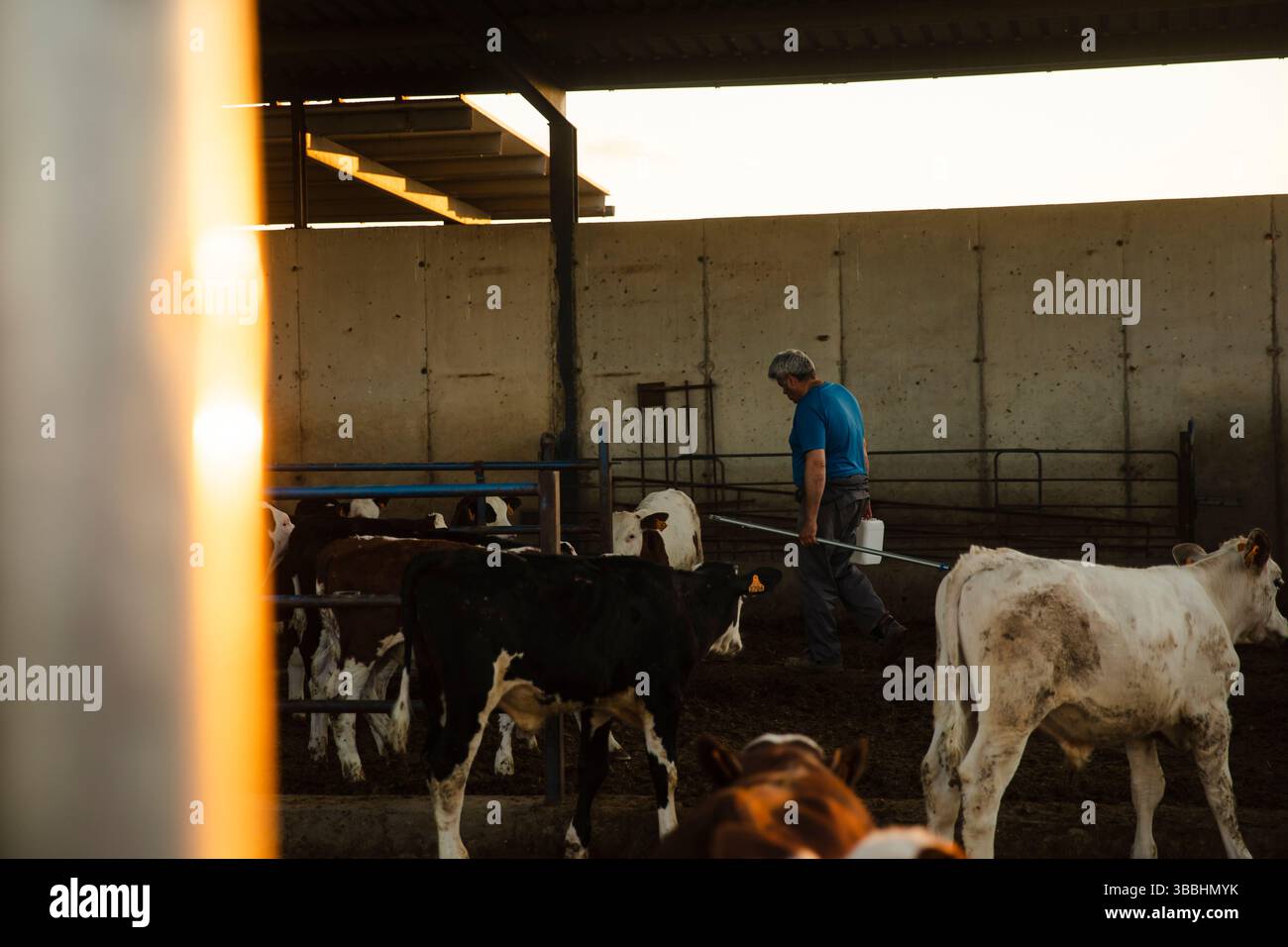 Farmer feeding calves in barn at sunset Stock Photo - Alamy