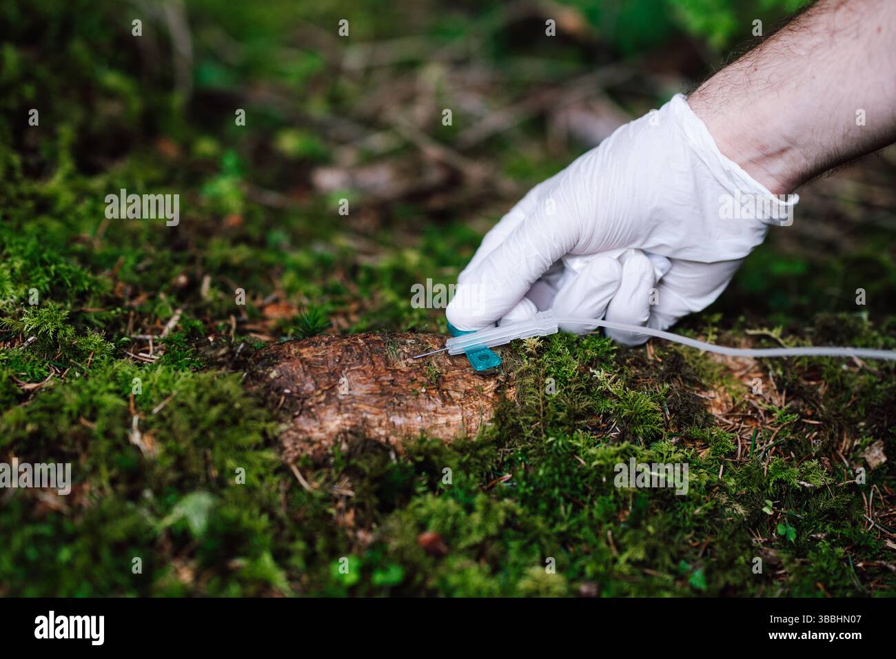 Gloved hand inserting IV needle into forest tree bark Stock Photo - Alamy