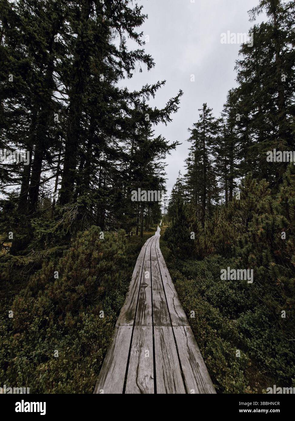 Wooden pathway through dense forest leading to a tranquil destination ...