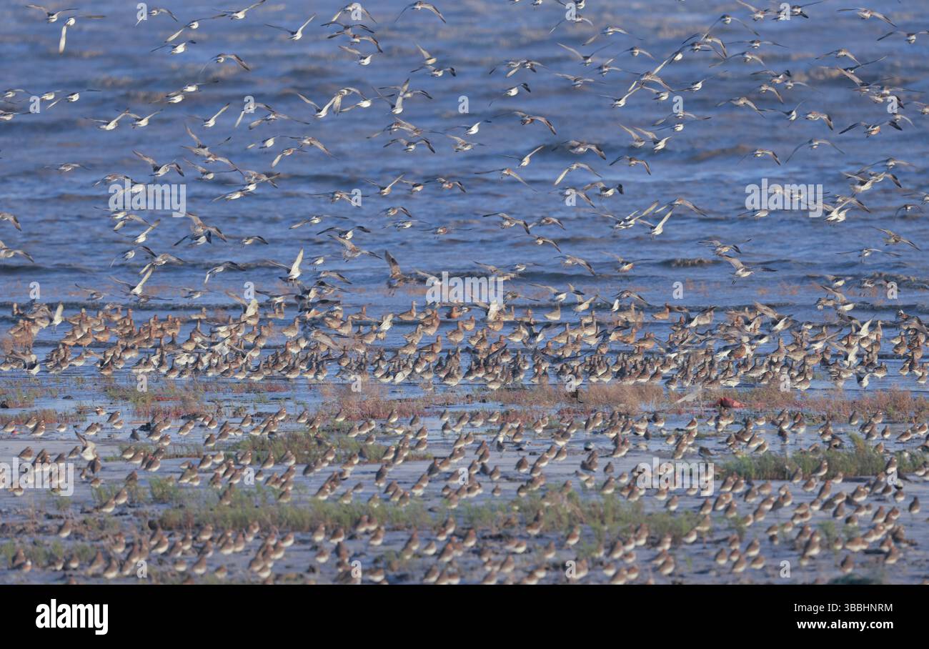 Birds fly over the sea in Yingkou City, northeast China's Liaoning ...