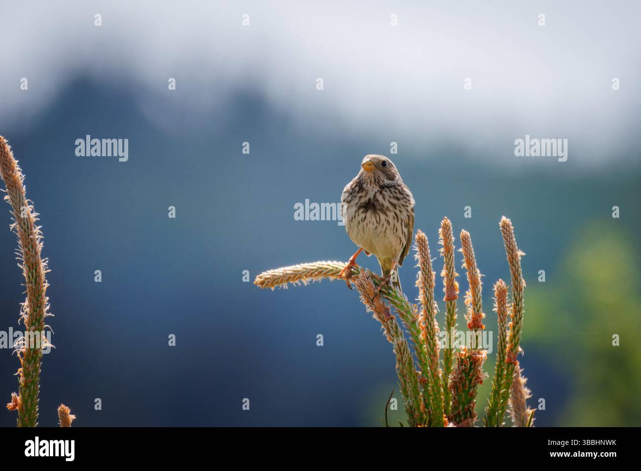 A male corn bunting is sitting on top of pine tree Stock Photo - Alamy