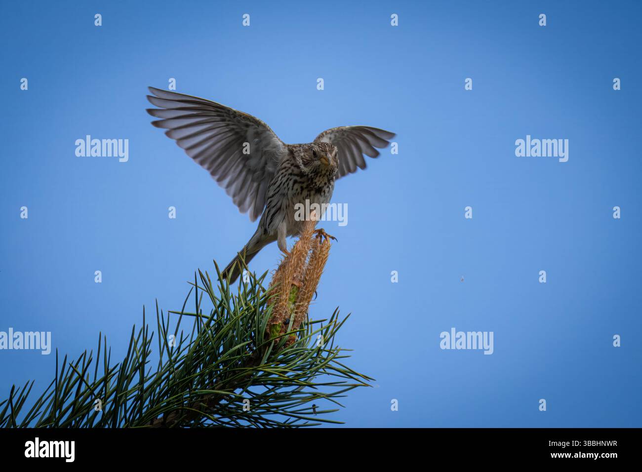 A male corn bunting is waving its wings on top of a pine tree Stock ...