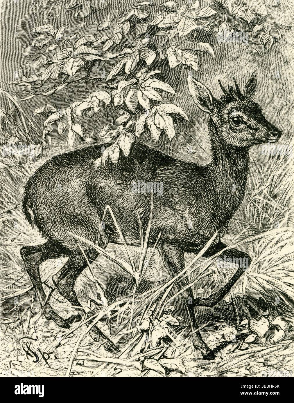 THE BUSH-BUCK ( Cephalophus mergens ) - Agile African Bushbuck in ...