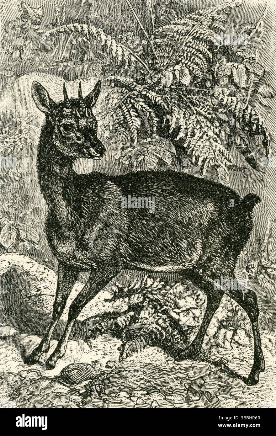 THE FOUR-HORNED ANTELOPE ( Tetraceros quadricornis ) - Indian Four ...