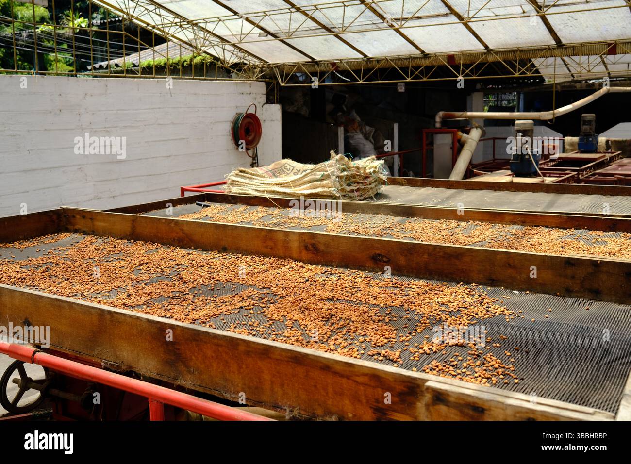 Coffee picking process hi-res stock photography and images - Alamy