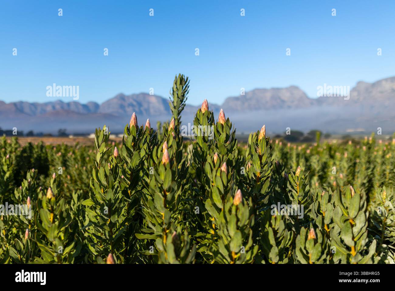 Pink protea plant in a green field with Mountain View Stock Photo - Alamy
