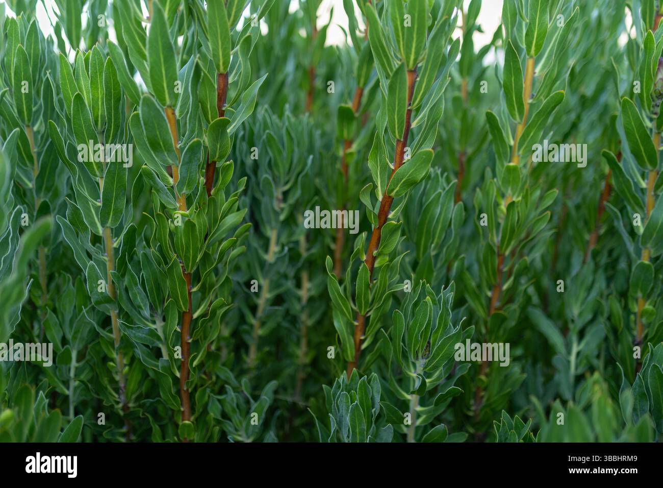 Green protea plant stems in a field Stock Photo - Alamy