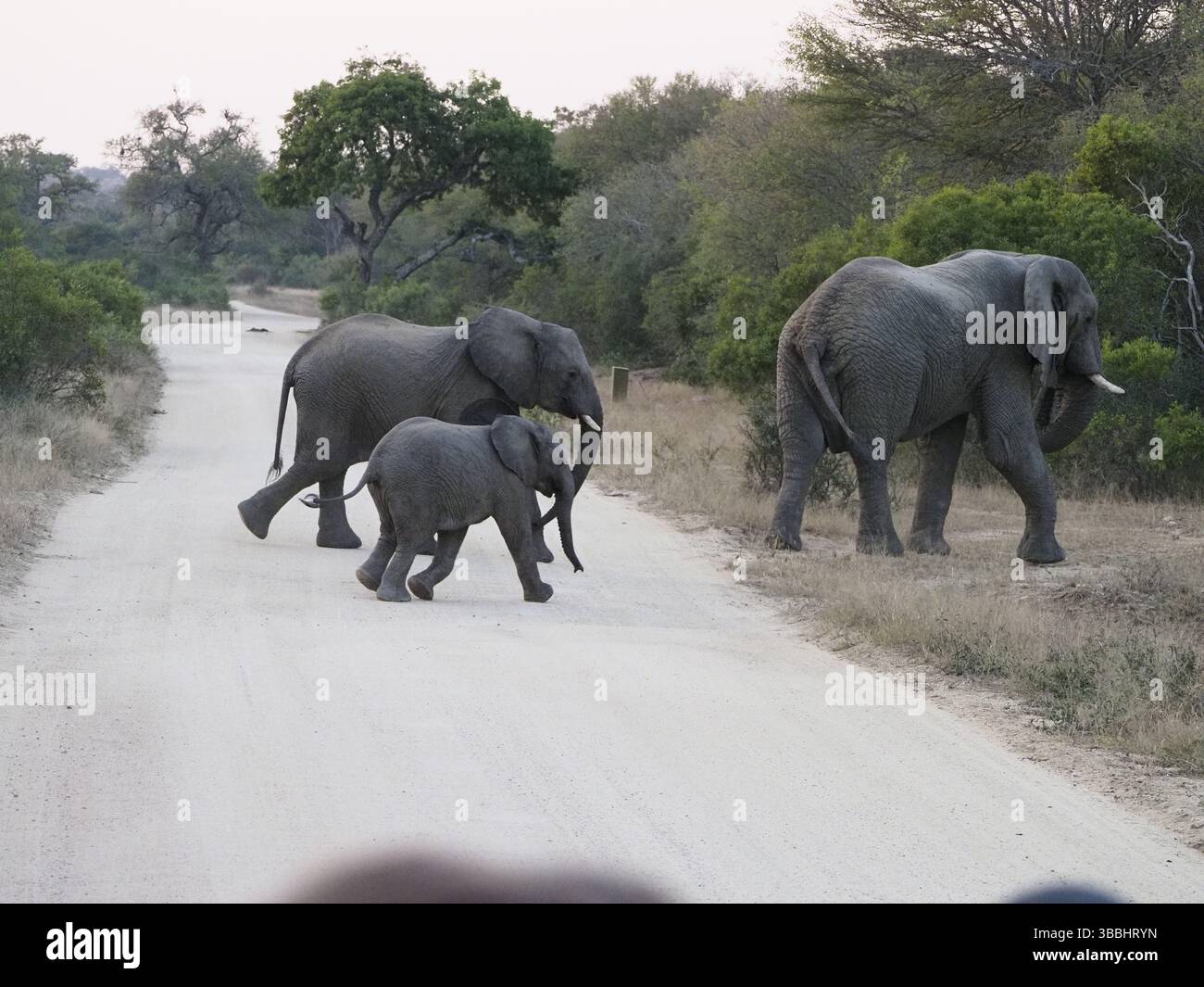 Baby elephant crossing road hi-res stock photography and images - Alamy