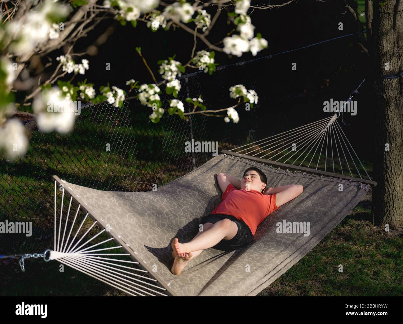 Boy relaxing in backyard hammock beneath blooming spring tree branches ...