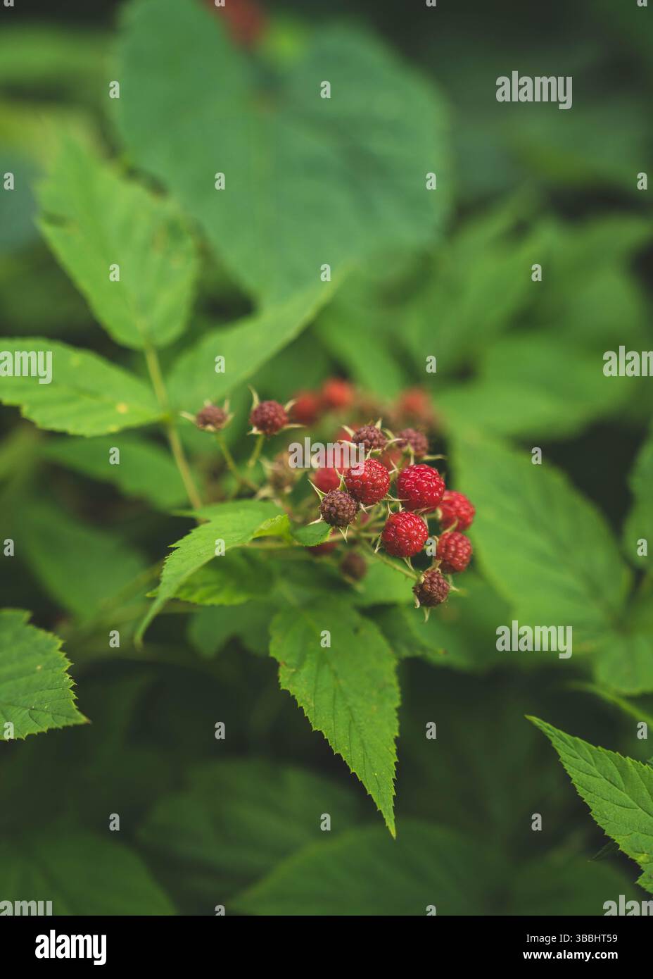A Tiny Collection of Wild Raspberries Stock Photo - Alamy
