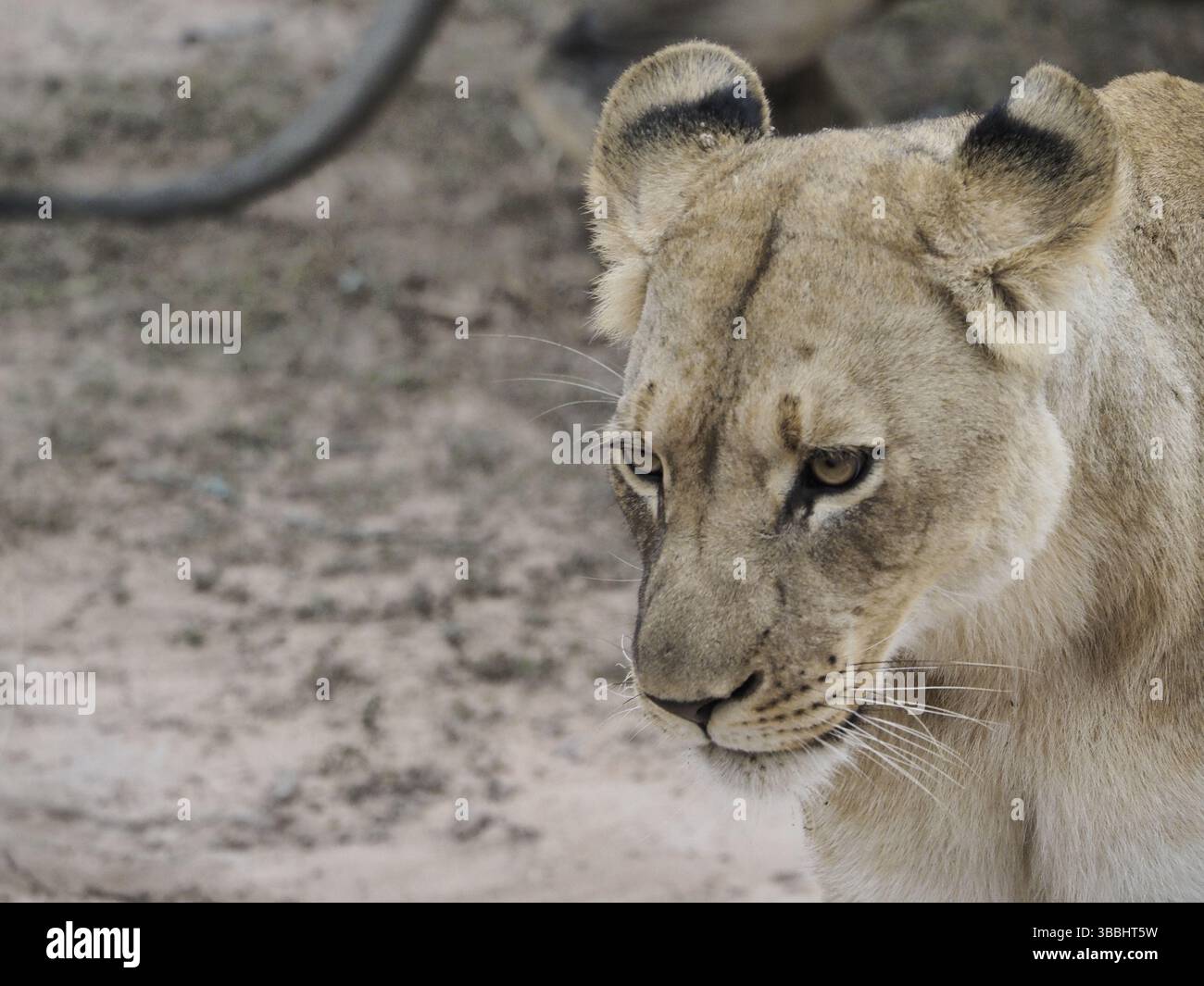 Lioness wildlife photography hi-res stock photography and images - Alamy