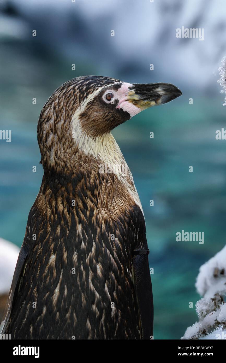 Penguin in snow Stock Photo - Alamy