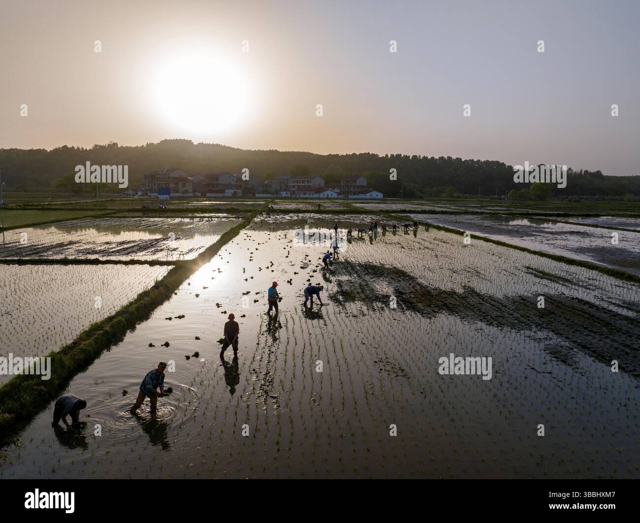 Aerial photo shows farmers planting rice seedlings in the fields in ...