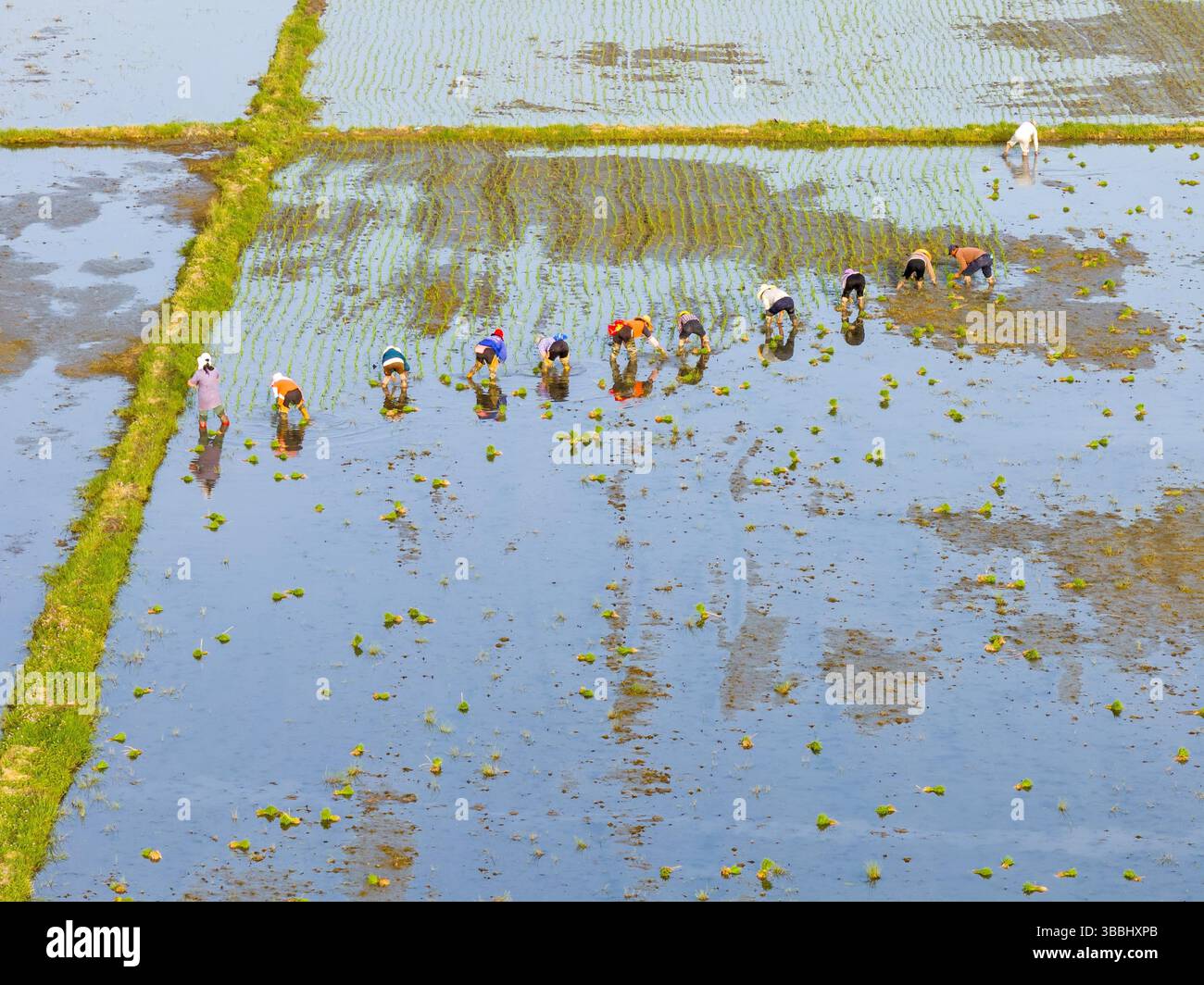 Aerial photo shows farmers planting rice seedlings in the fields in ...