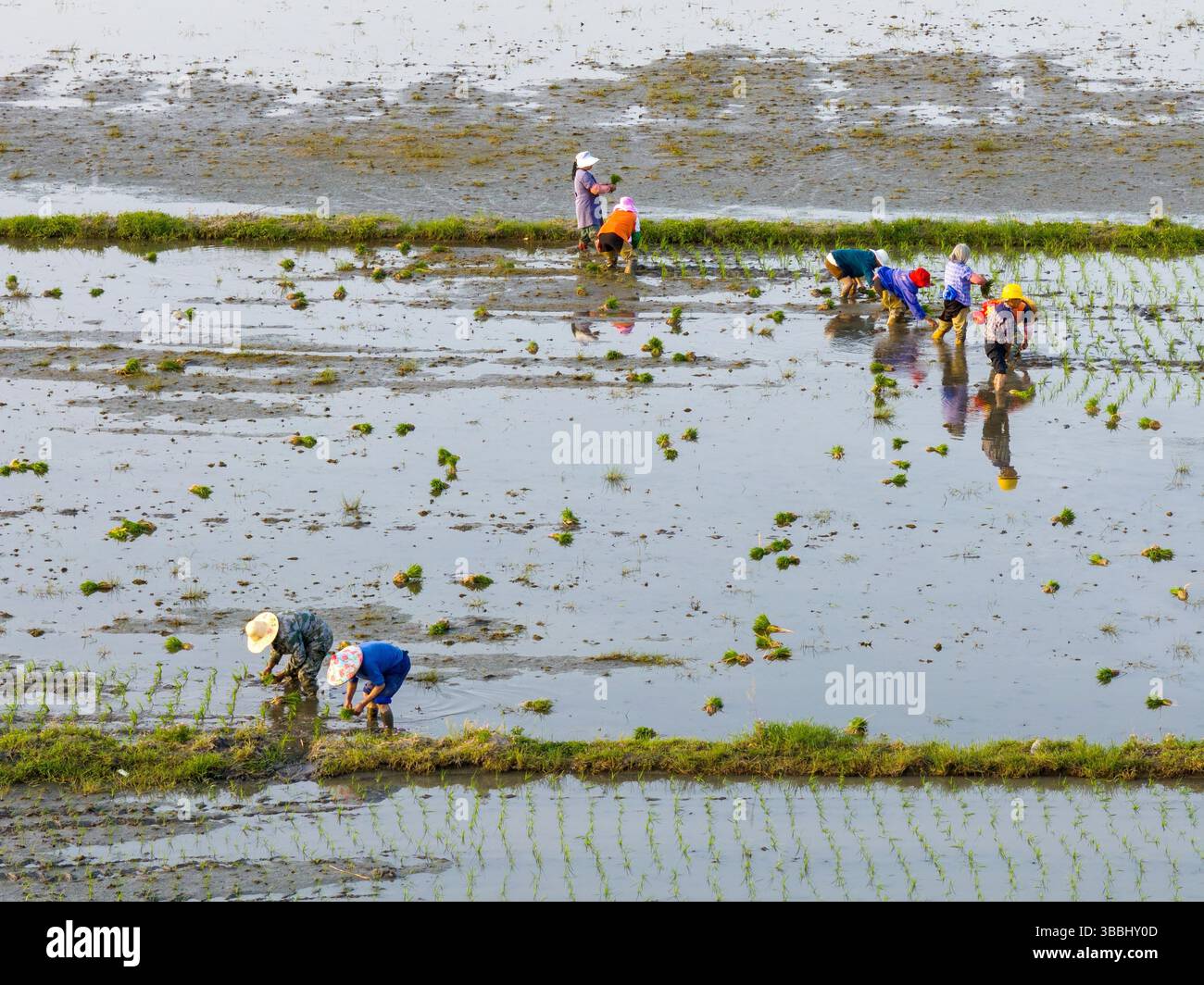Aerial photo shows farmers planting rice seedlings in the fields in ...