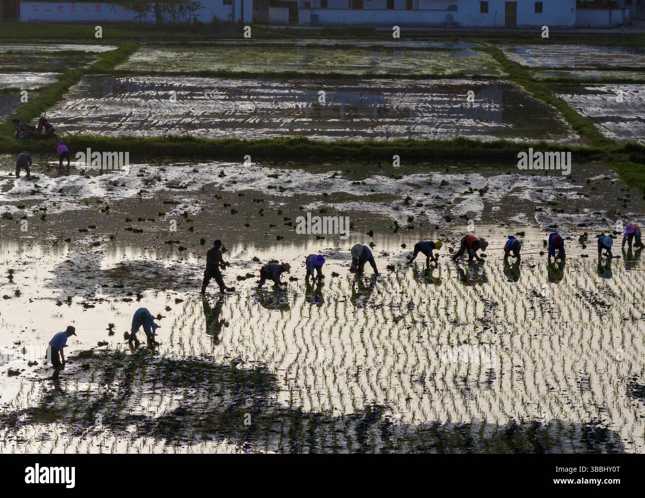 Aerial photo shows farmers planting rice seedlings in the fields in ...