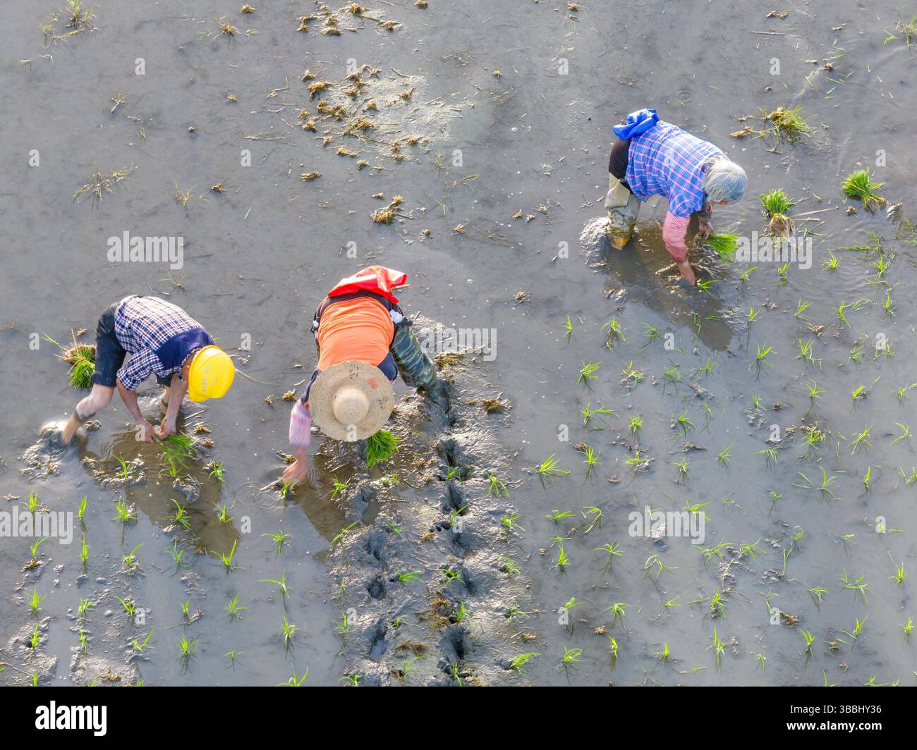 Aerial photo shows farmers planting rice seedlings in the fields in ...