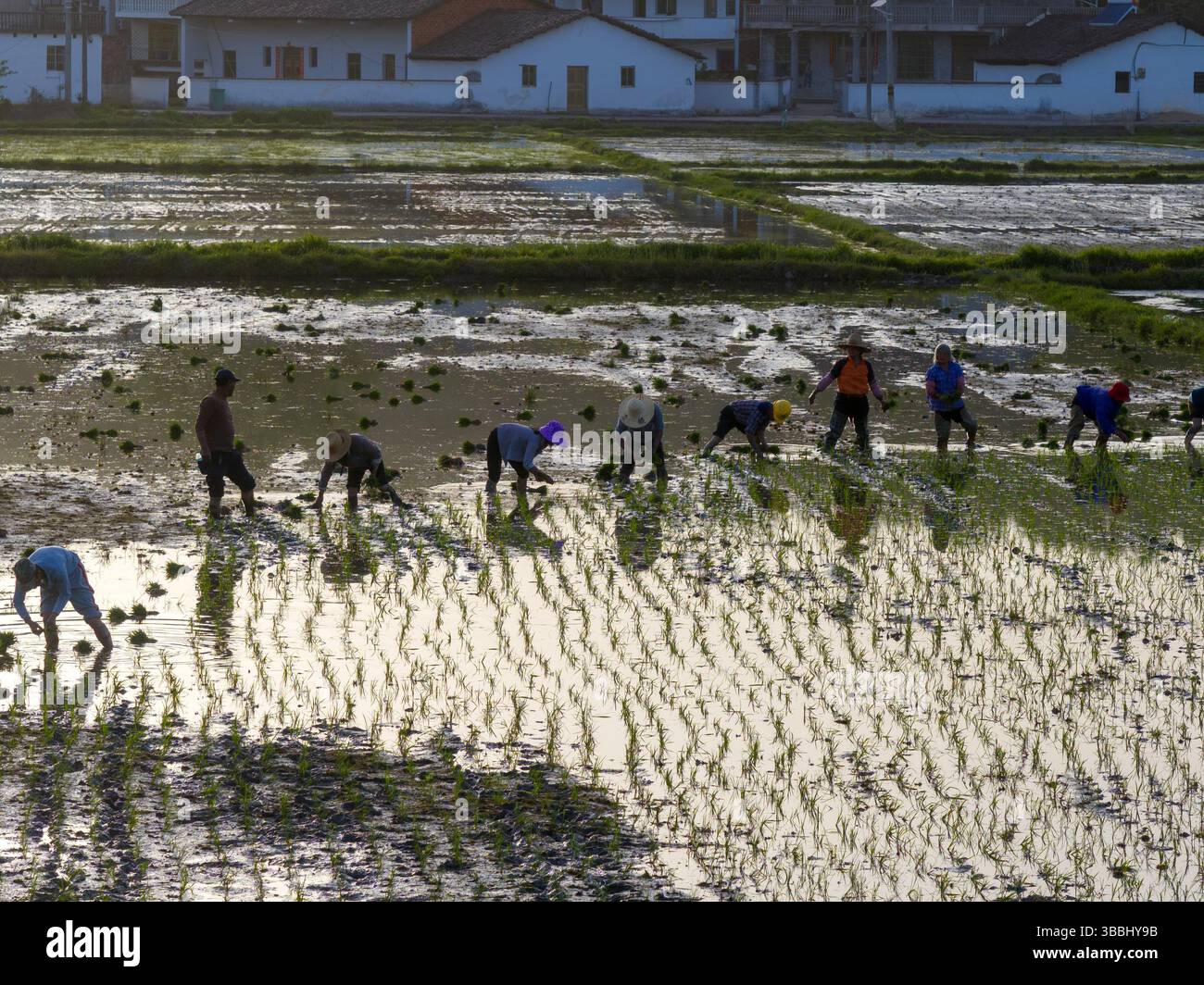 Aerial photo shows farmers planting rice seedlings in the fields in ...
