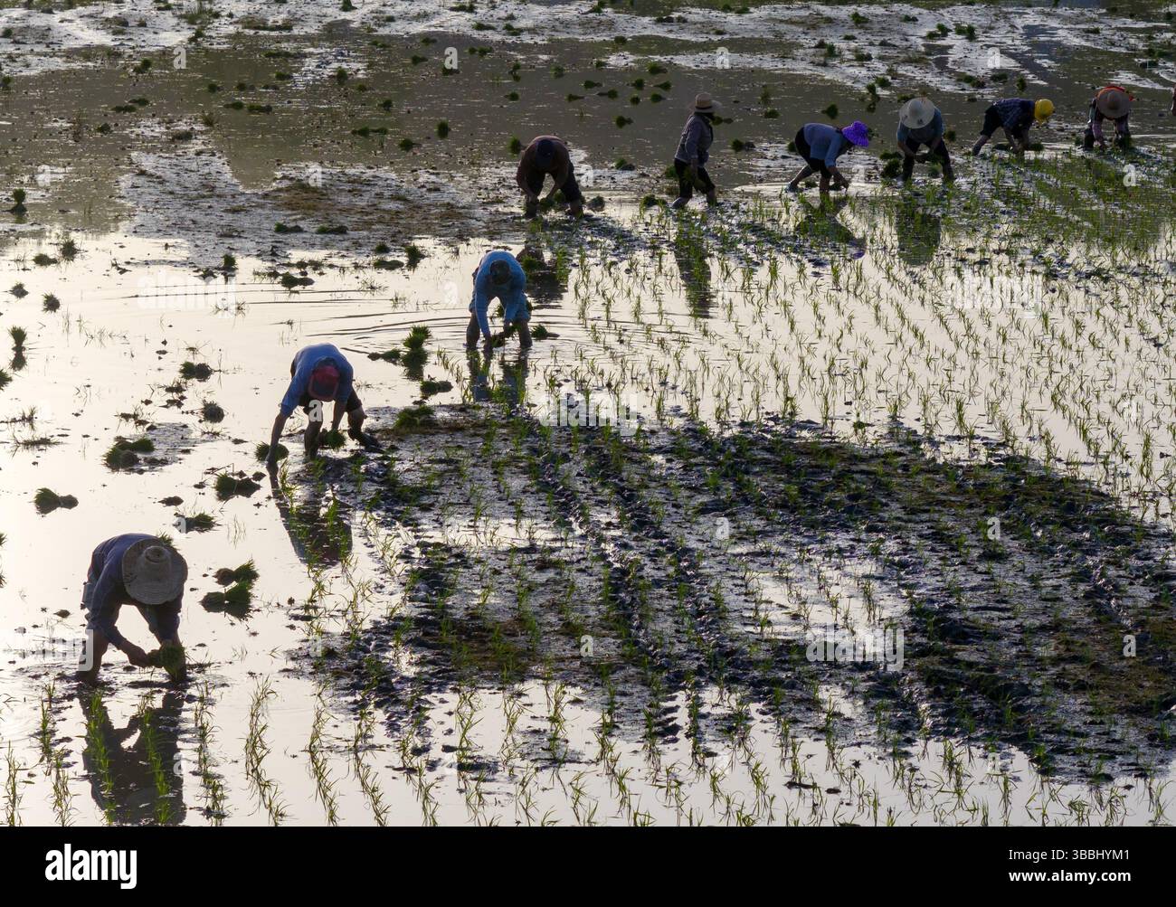 Aerial photo shows farmers planting rice seedlings in the fields in ...