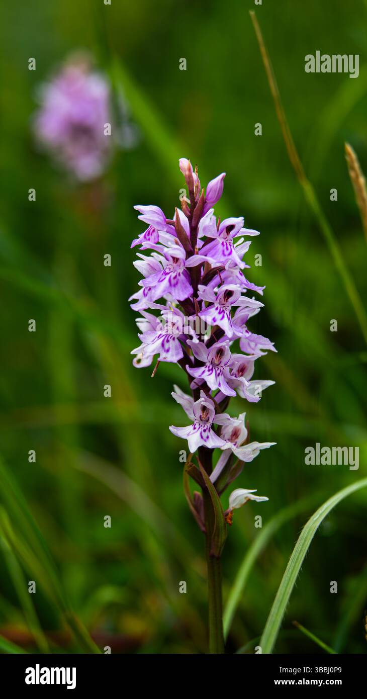 Wild Orchid in a Field Stock Photo - Alamy