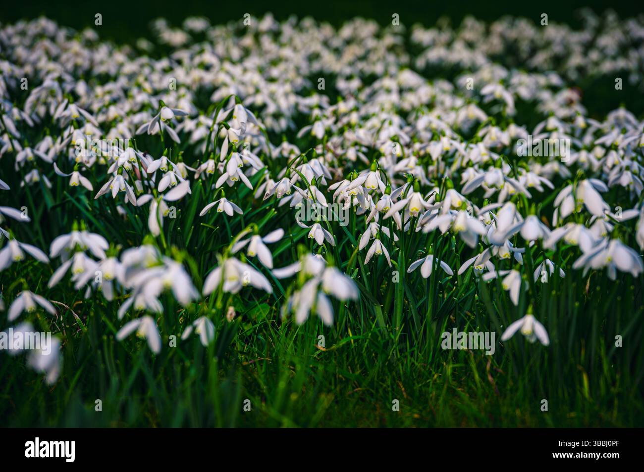 Lawn renewal hi-res stock photography and images - Alamy