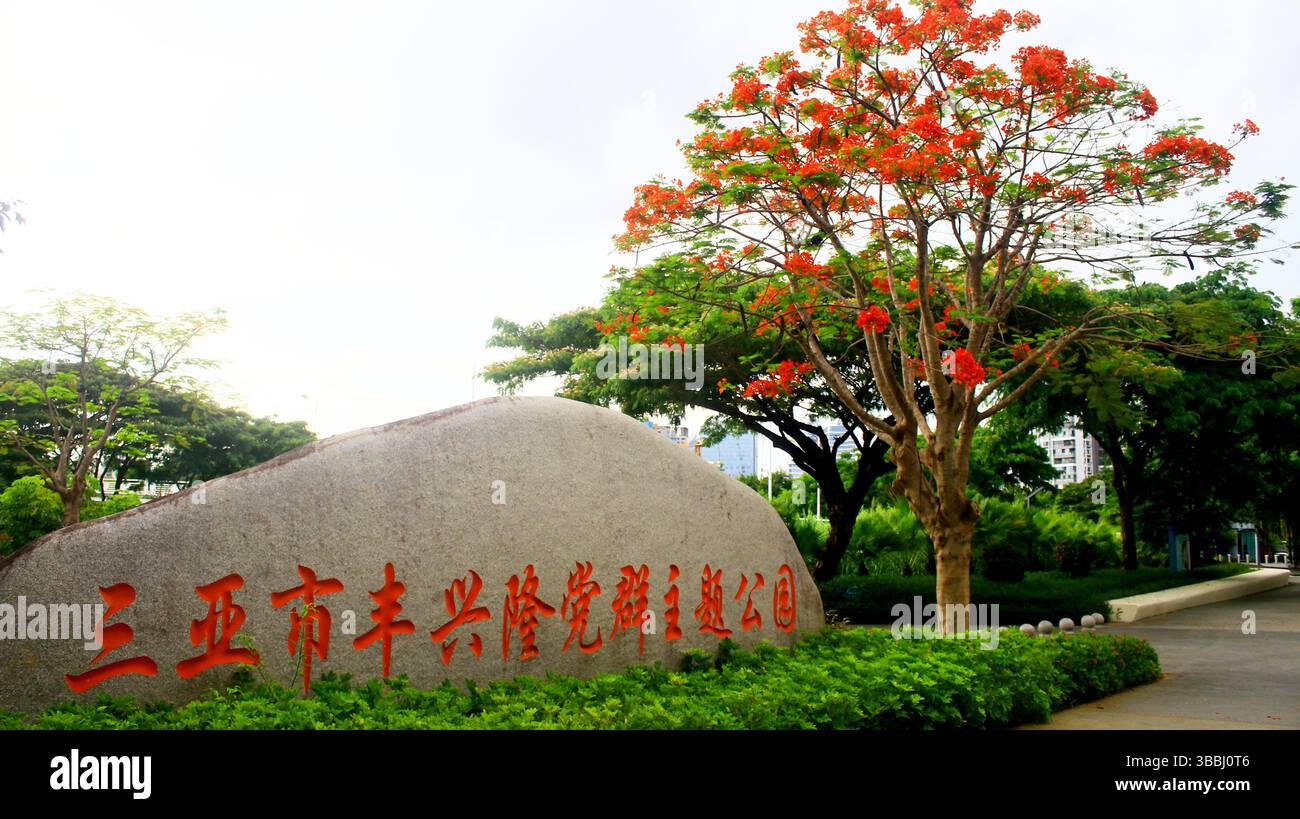Phoenix flowers are in full bloom in Sanya City, southernmost China's ...