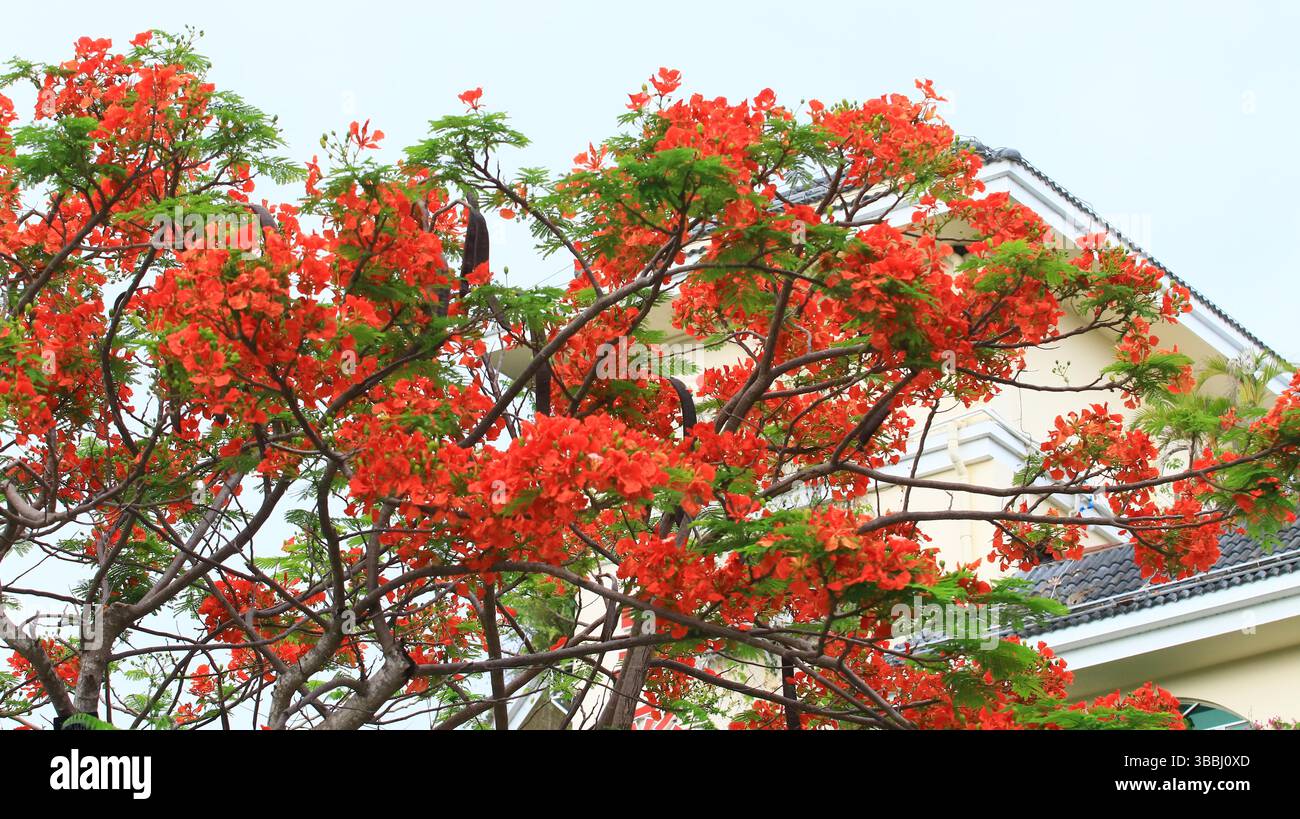 Phoenix flowers are in full bloom in Sanya City, southernmost China's ...