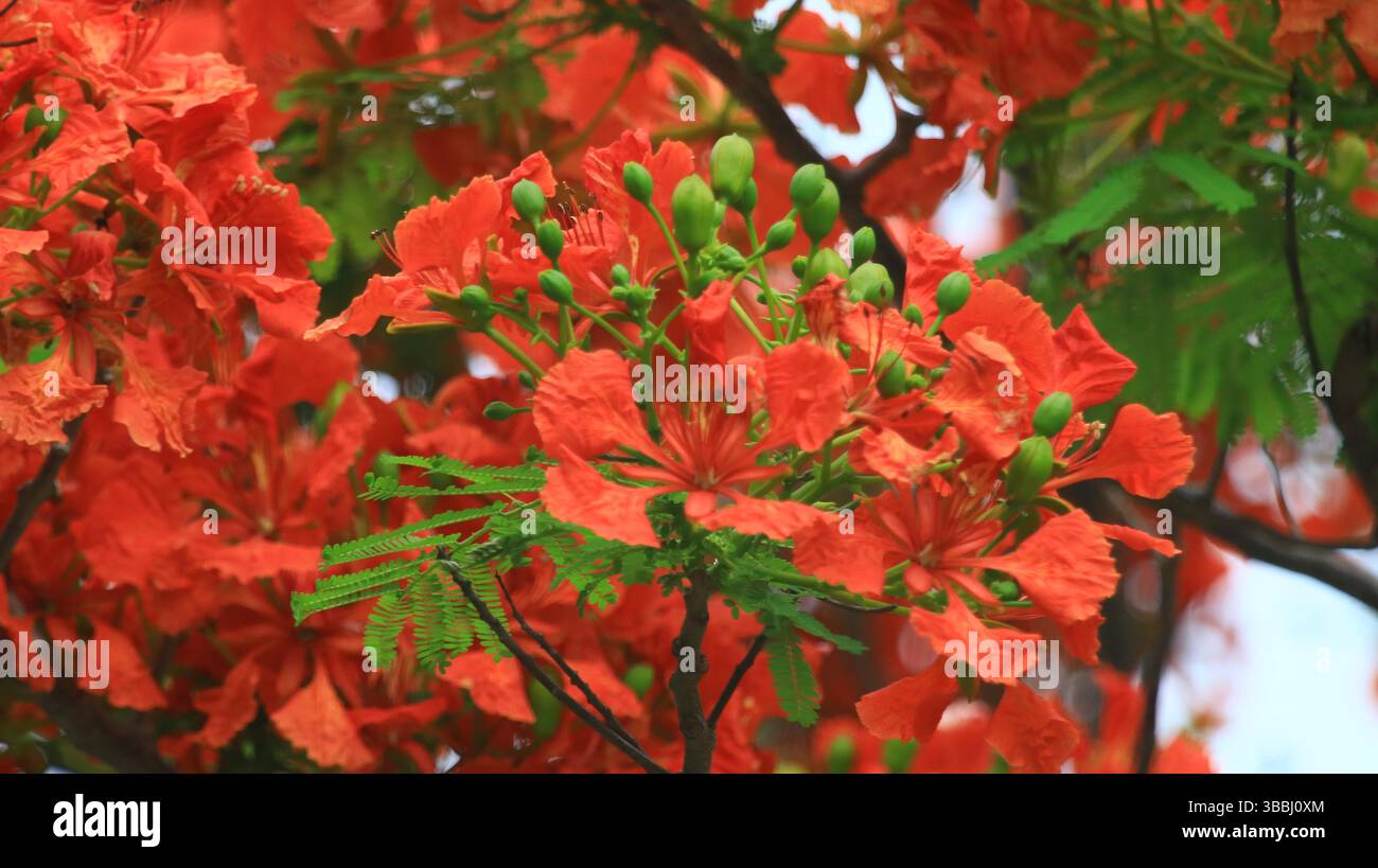 Phoenix flowers are in full bloom in Sanya City, southernmost China's ...