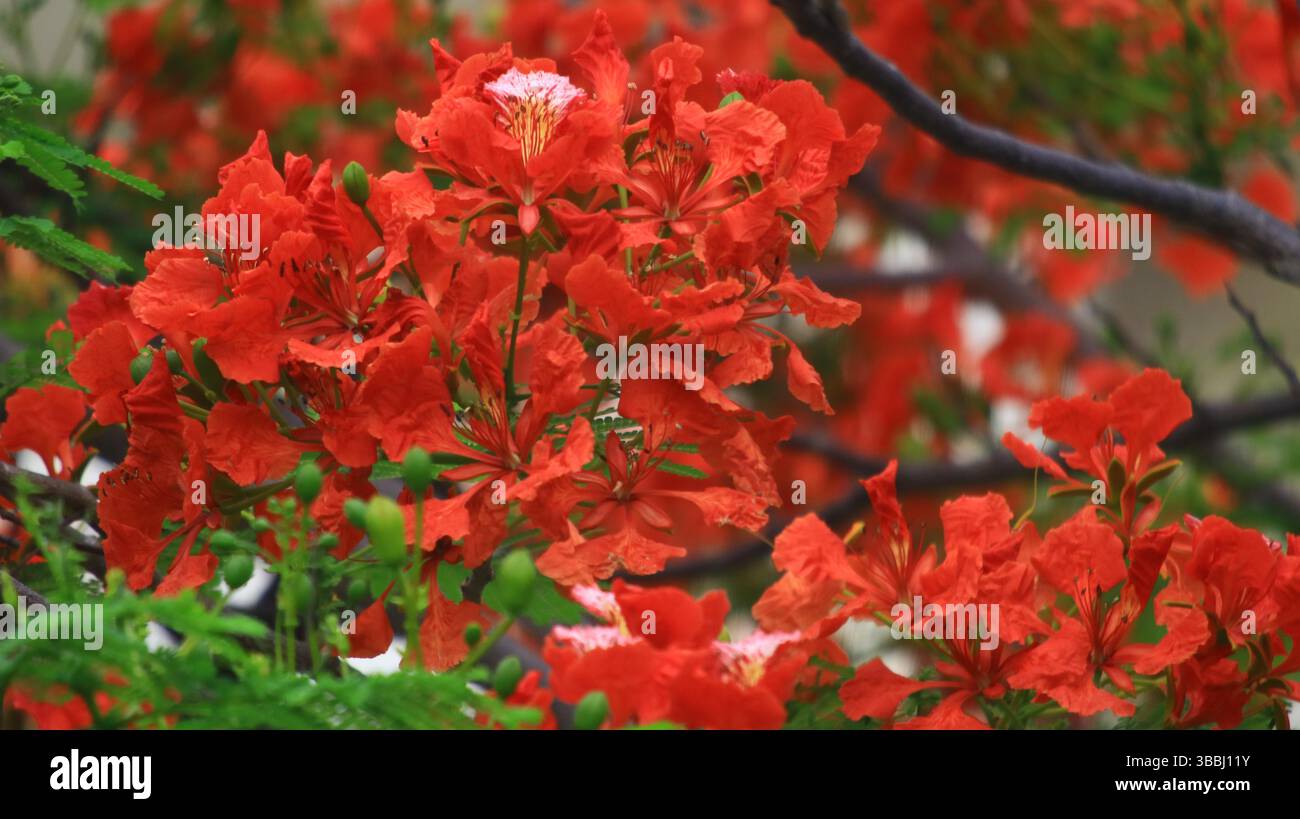 Phoenix flowers are in full bloom in Sanya City, southernmost China's ...