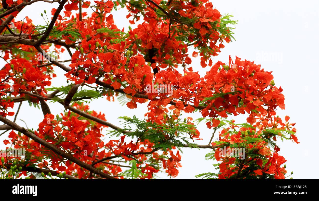 Phoenix flowers are in full bloom in Sanya City, southernmost China's ...