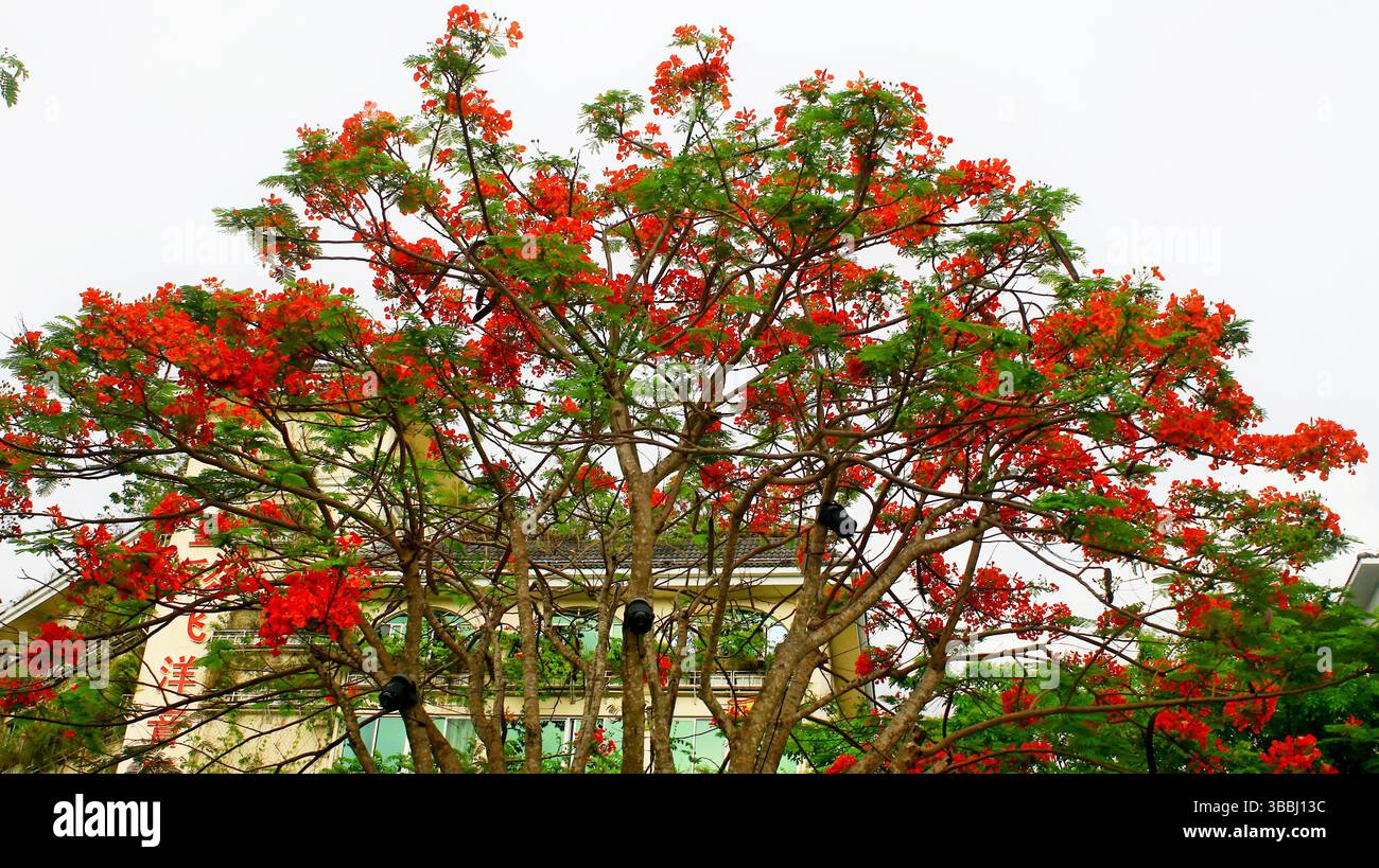 Phoenix flowers are in full bloom in Sanya City, southernmost China's ...