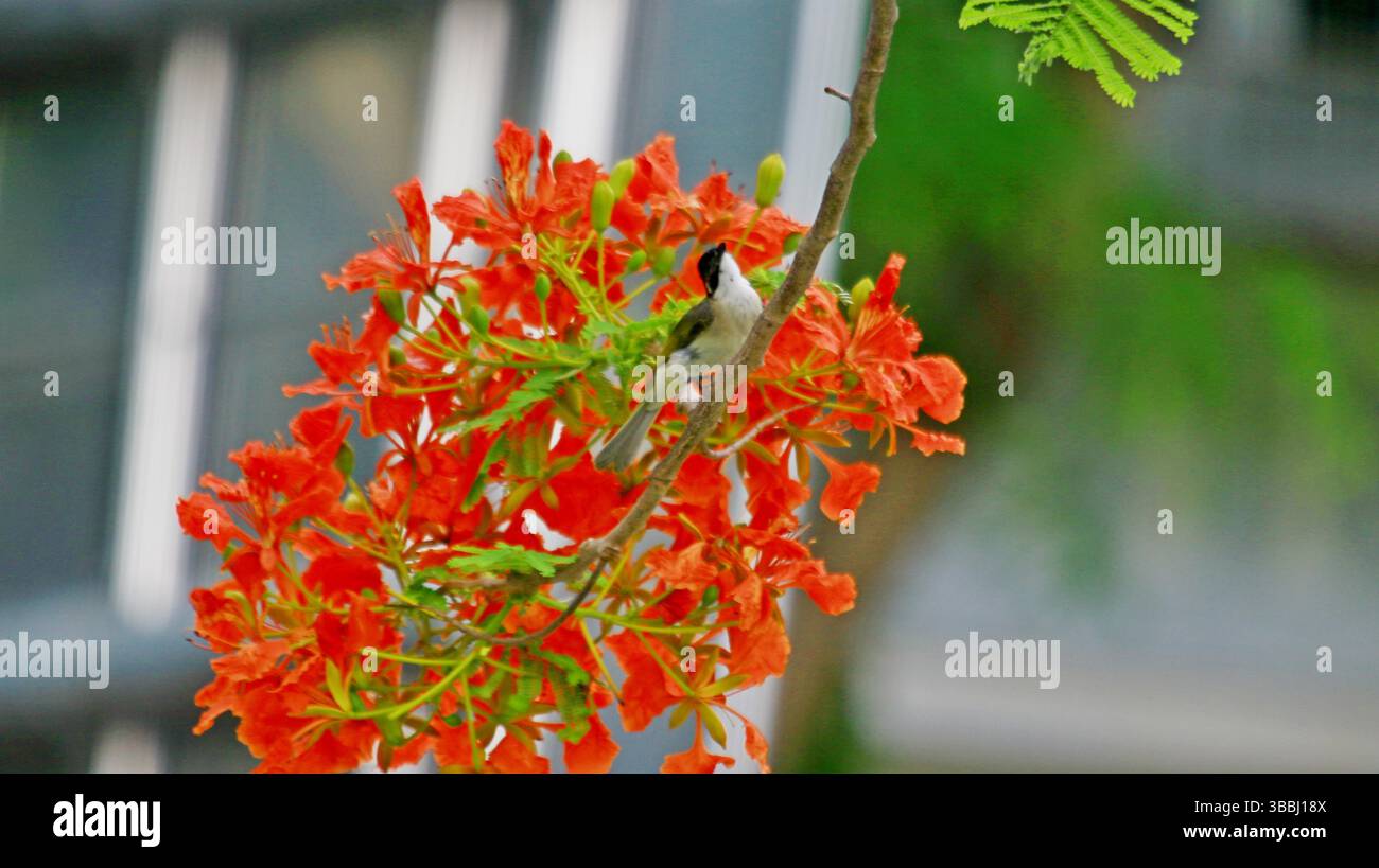 Phoenix flowers are in full bloom in Sanya City, southernmost China's ...