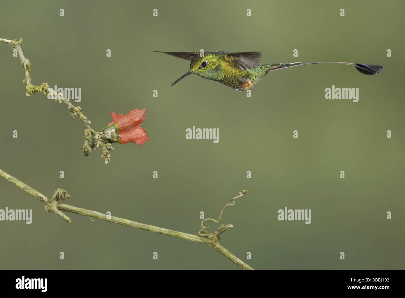 Booted Racket-tail (Ocreatus underwoodii), Ecuador, South America Stock ...