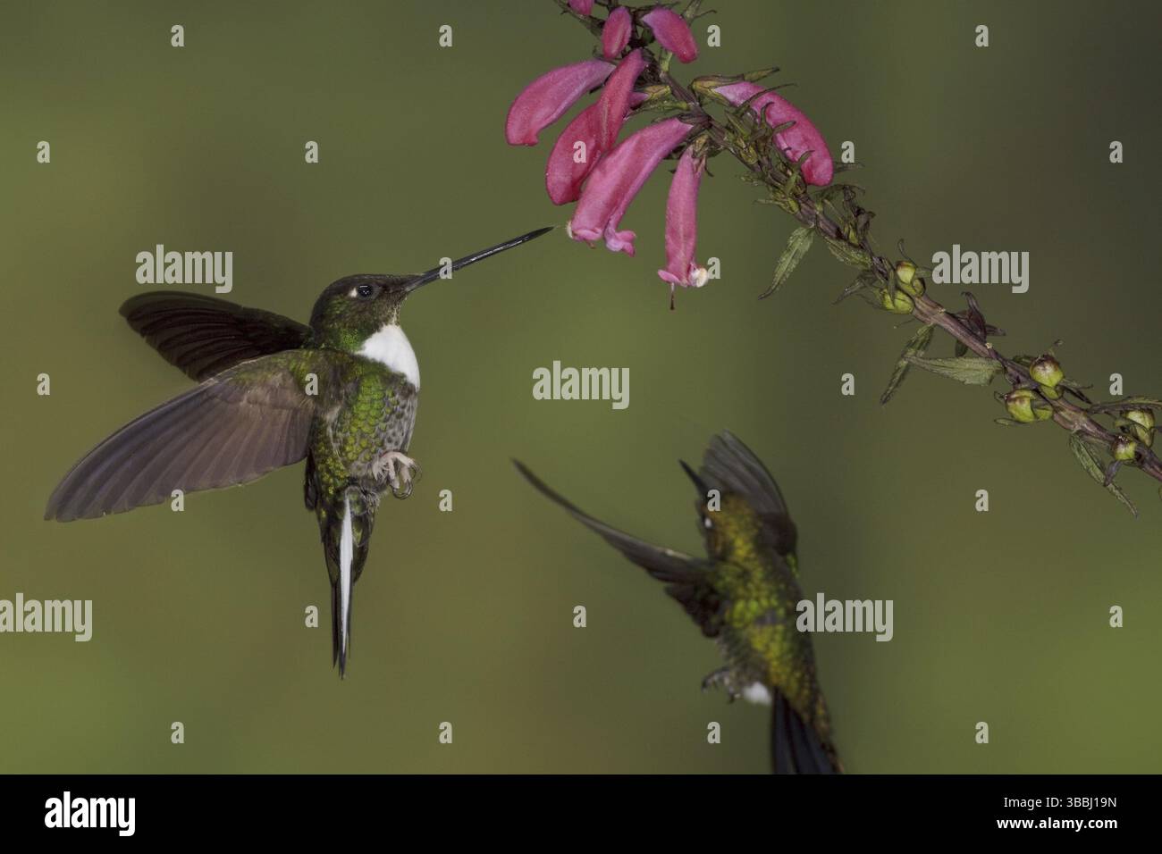 Collared Inca (Coeligena torquata), Ecuador, South America Stock Photo - Alamy