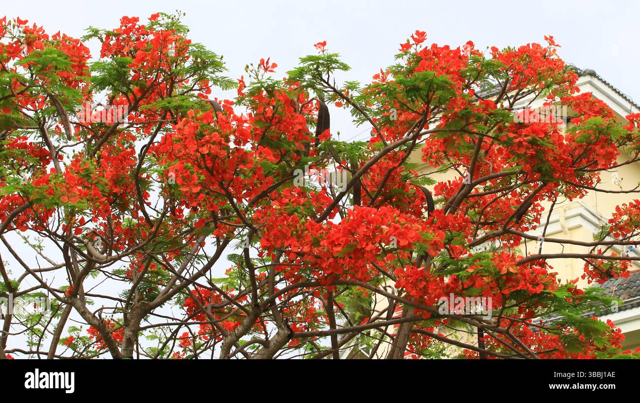 Phoenix flowers are in full bloom in Sanya City, southernmost China's ...