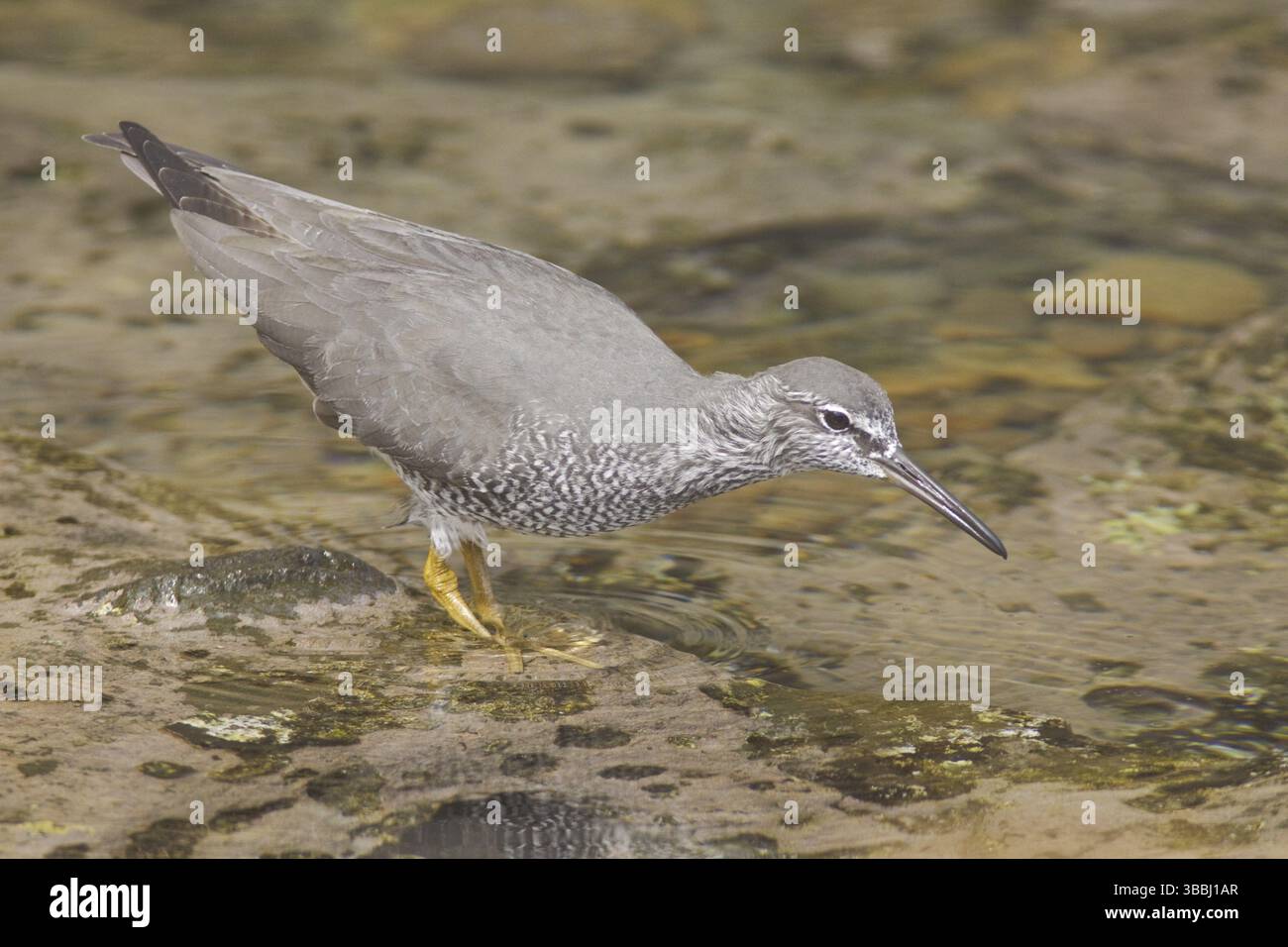 Wandering Tattler (Tringa incana), Ecuador, South America Stock Photo ...