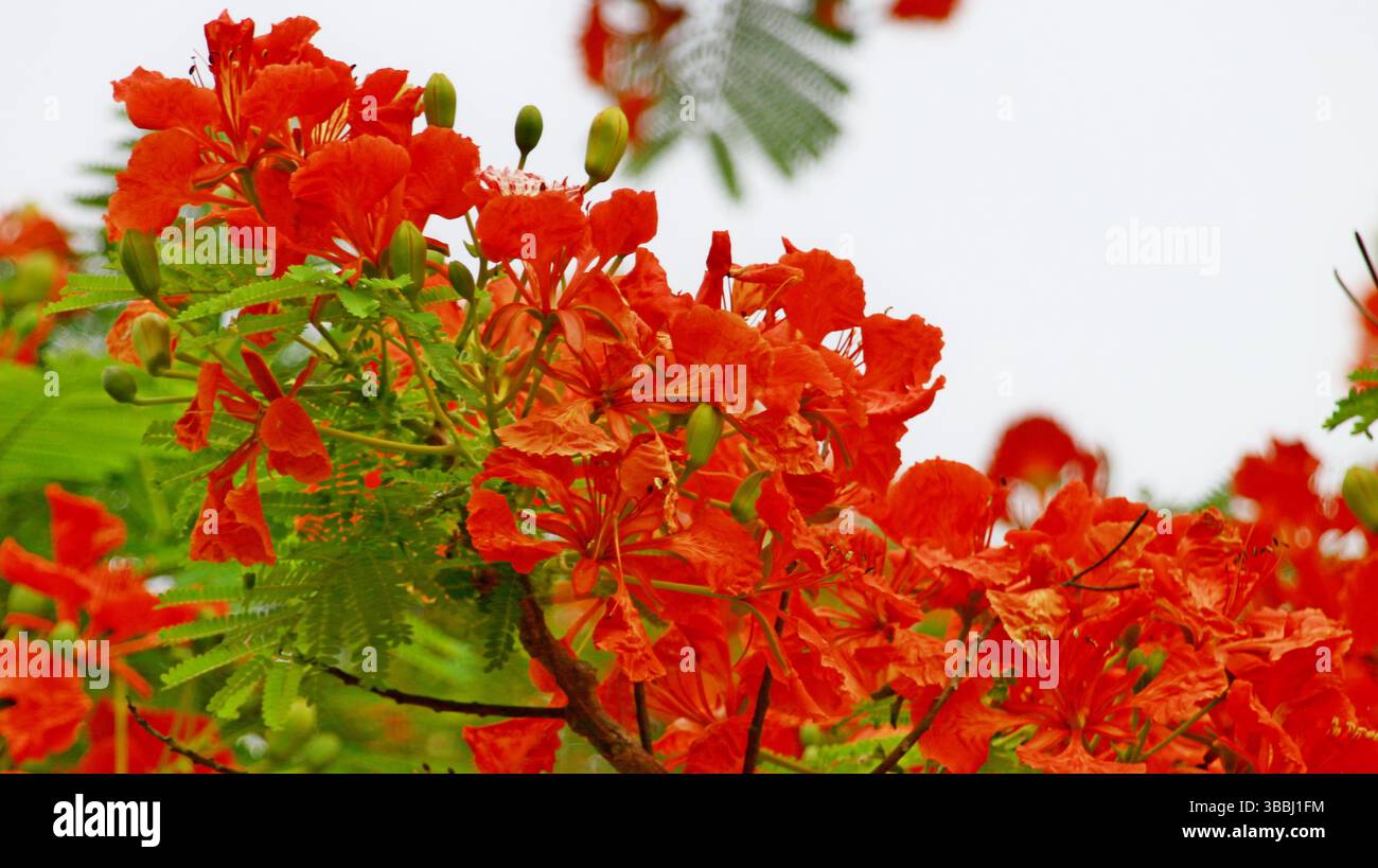 Phoenix flowers are in full bloom in Sanya City, southernmost China's ...