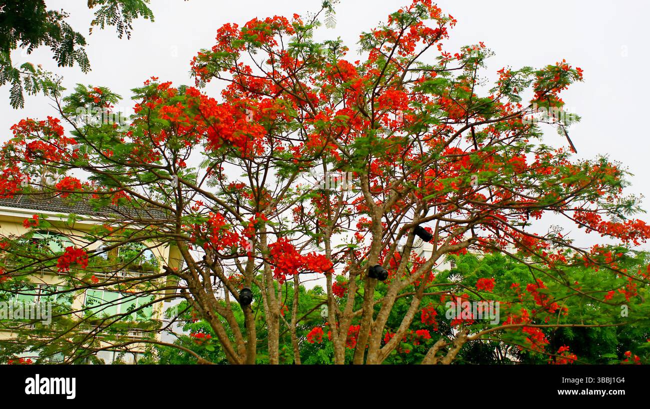 Phoenix flowers are in full bloom in Sanya City, southernmost China's ...
