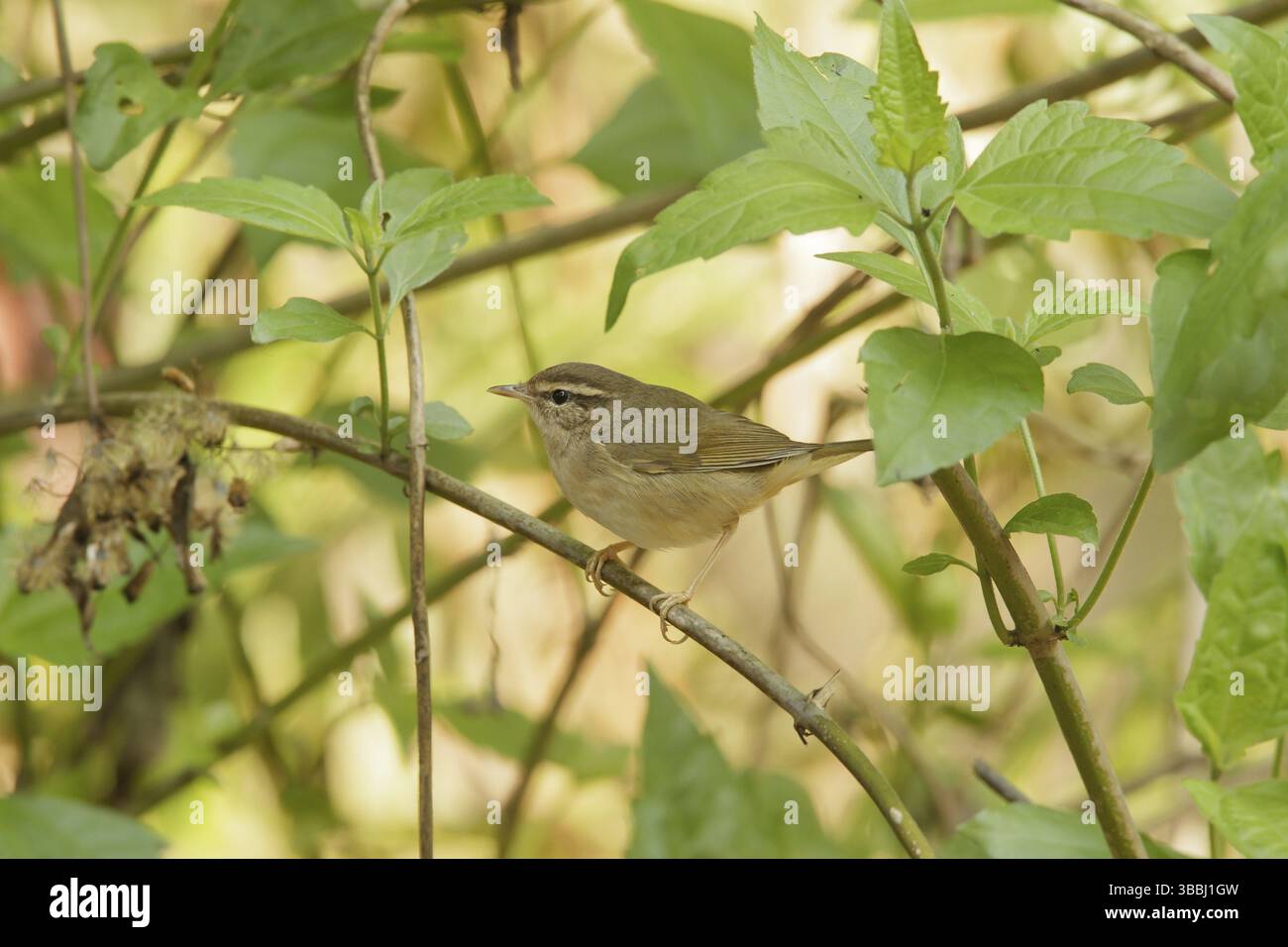 Radde's Warbler (Phylloscopus schwarzi), Khao Yai, Thailand, Asia Stock ...
