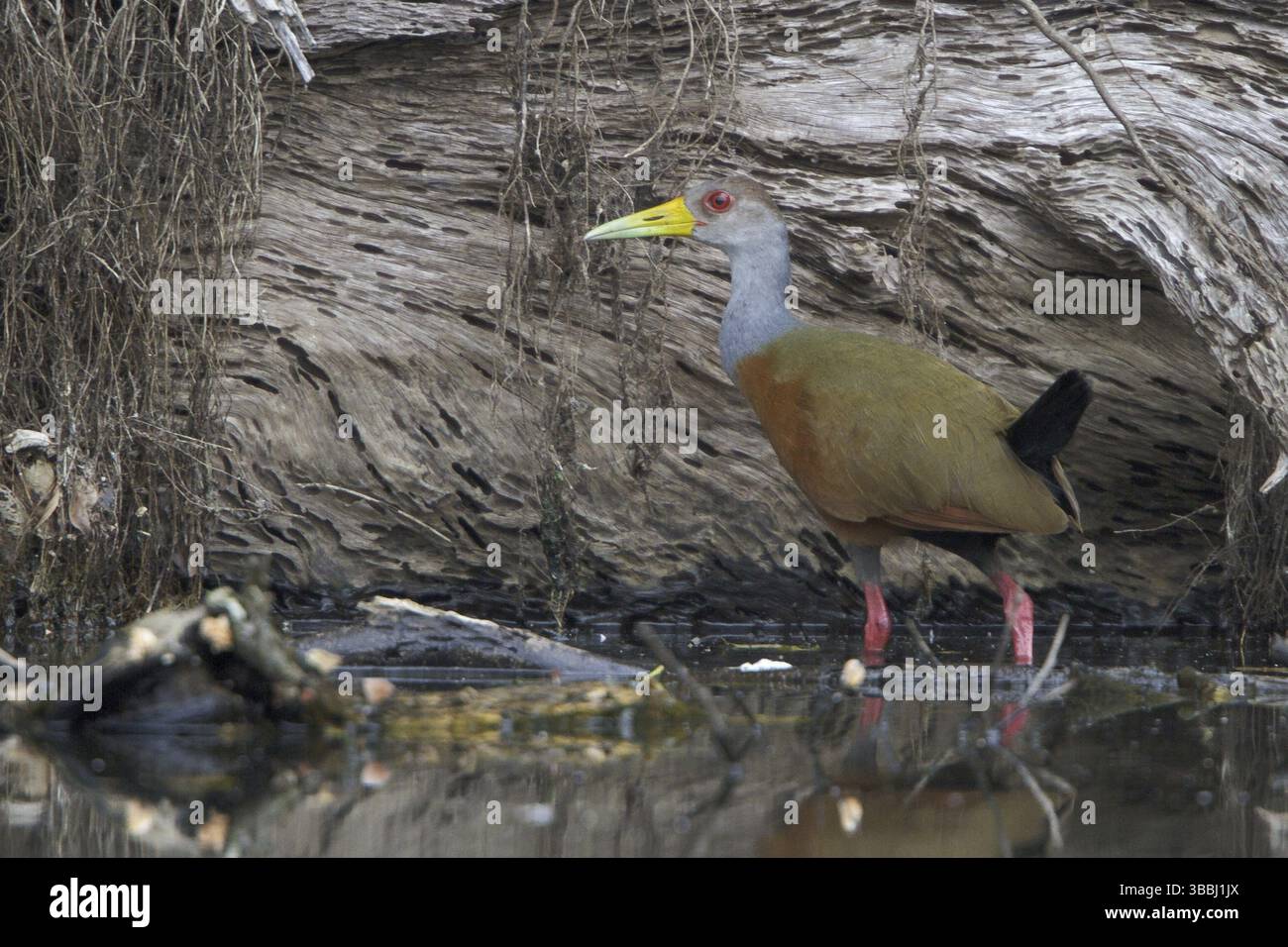 Grey-necked Wood Rail (Aramides cajaneus), Manu National Park, Peru ...
