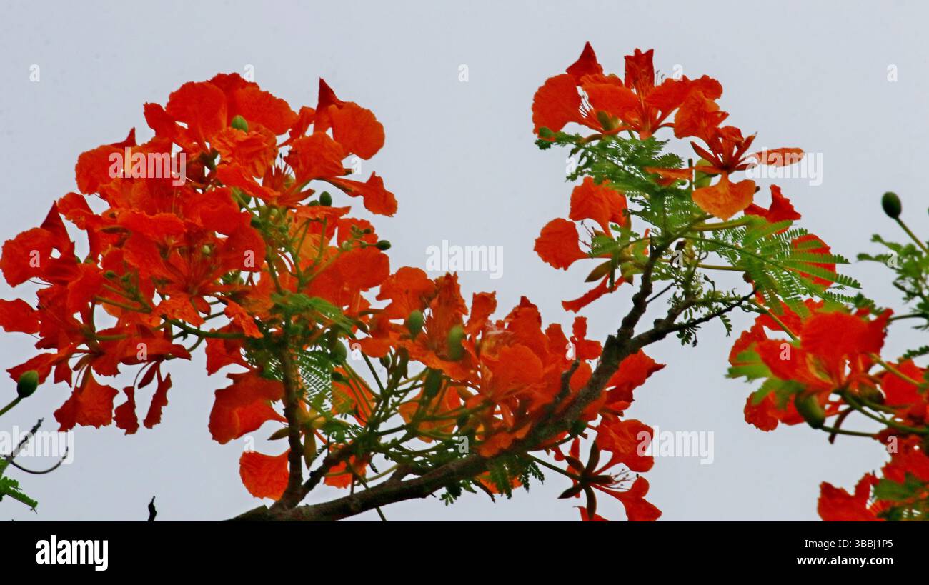 Phoenix flowers are in full bloom in Sanya City, southernmost China's ...