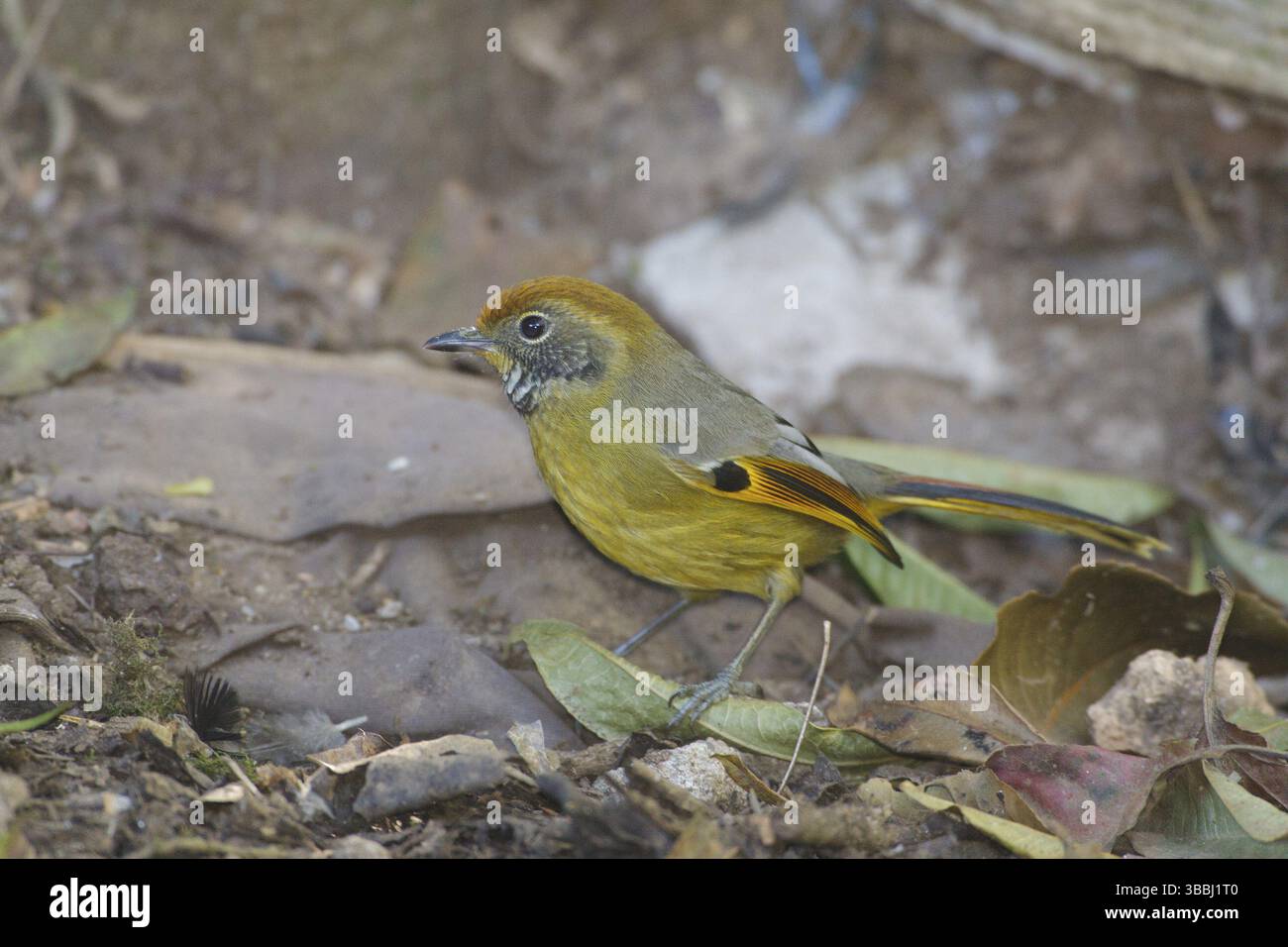 Bar-throated Minla (Minla strigula), Doi Inthanon, Thailand, Asia Stock ...