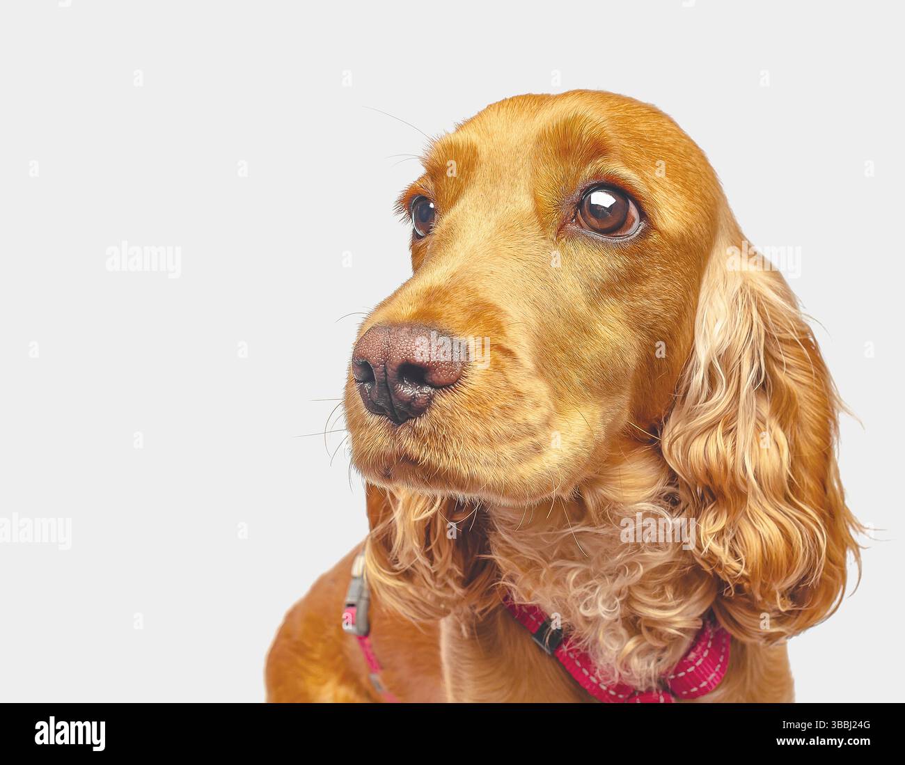 Head of english cocker spaniel in collar, isolated on white. Long ...