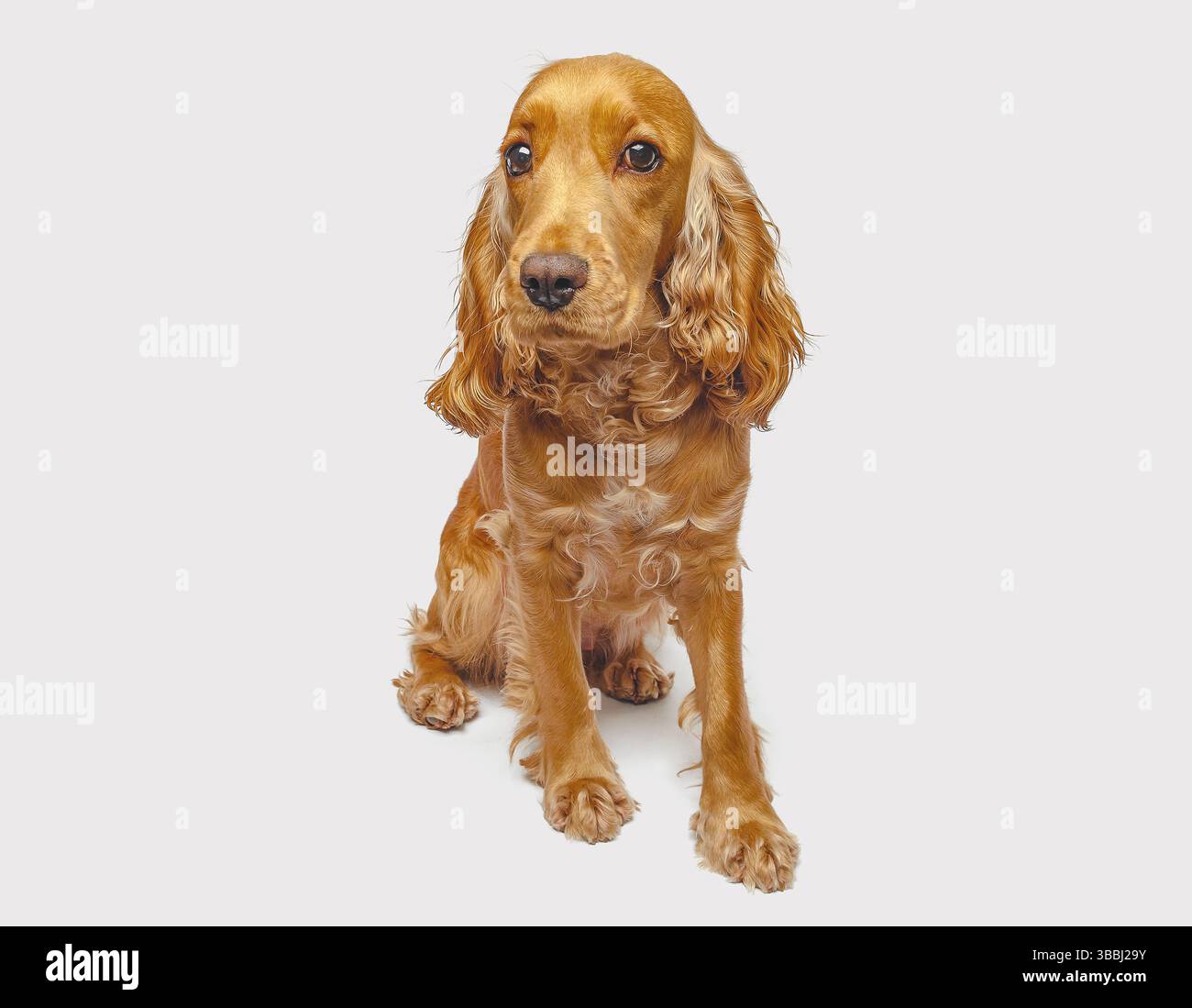 Cocker Spaniel dog sitting isolated on white background. Cute golden ...