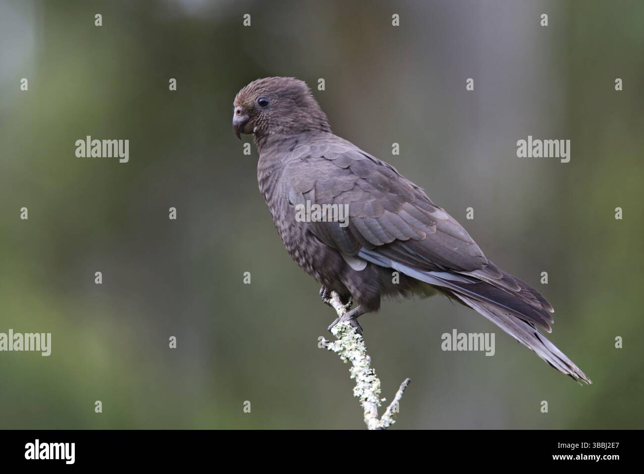 Psittacus niger hi-res stock photography and images - Alamy